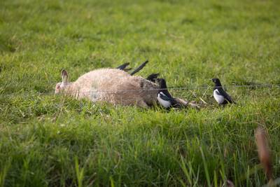 Een melding als je een dood of ziek schaap treft in de wei? Dit zijn je ...