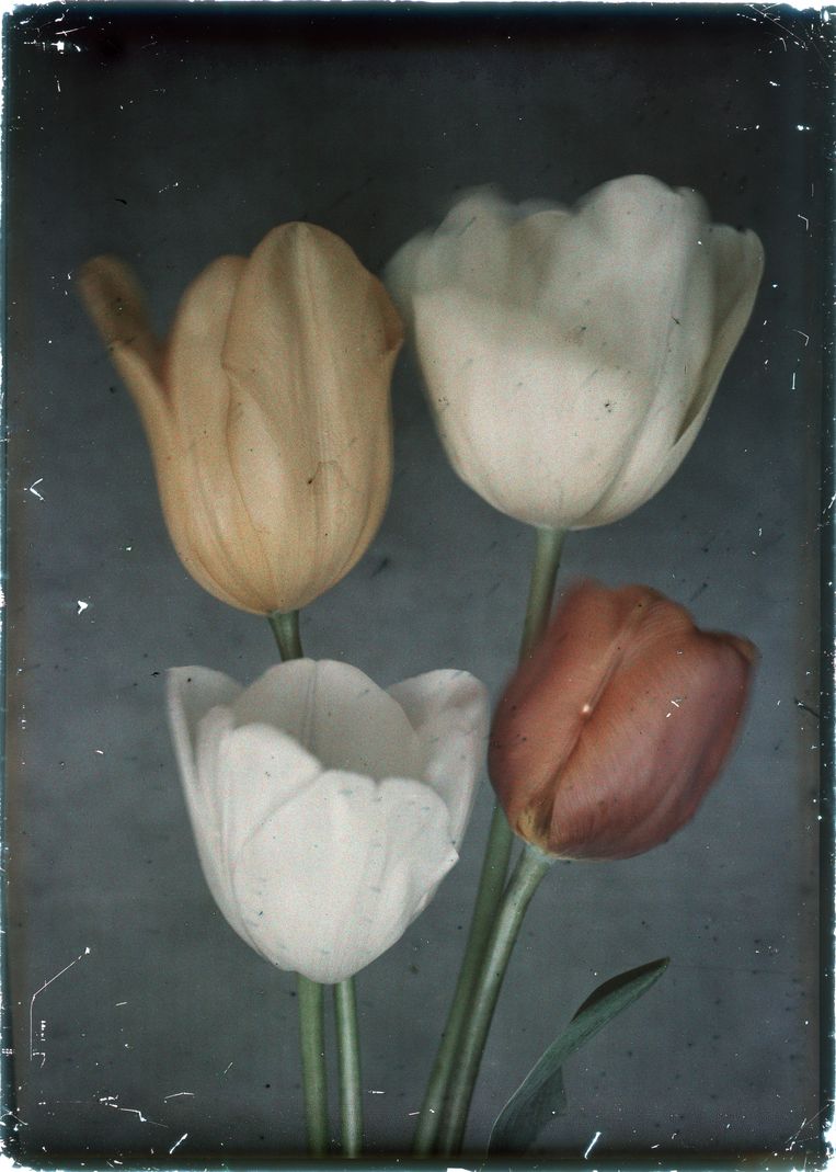 Bloemen zijn nergens zo perfect als op de kunstzinnige foto’s van ...