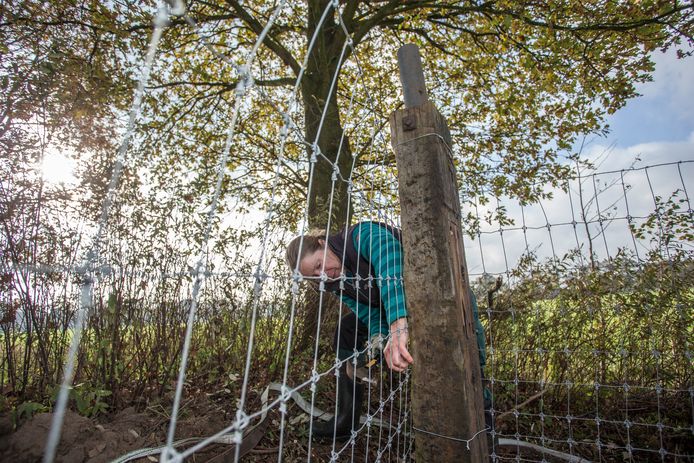 Advies: speciaal team moet helpen om vee te beschermen tegen de wolf ...