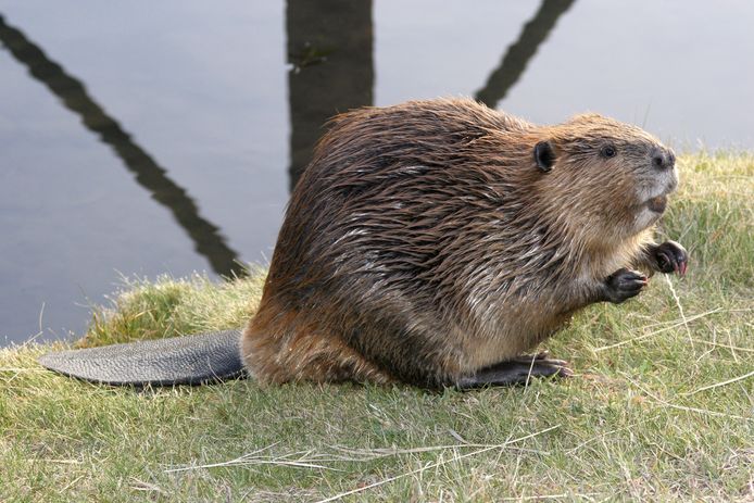 Bever gespot in provinciedomein | Leuven | hln.be