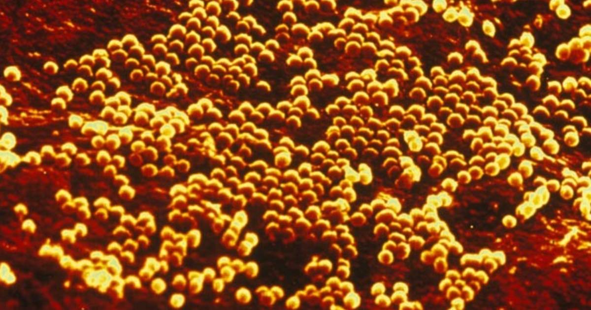 Il y a plus de 10.000 sortes de microbes dans notre corps | Sciences ...