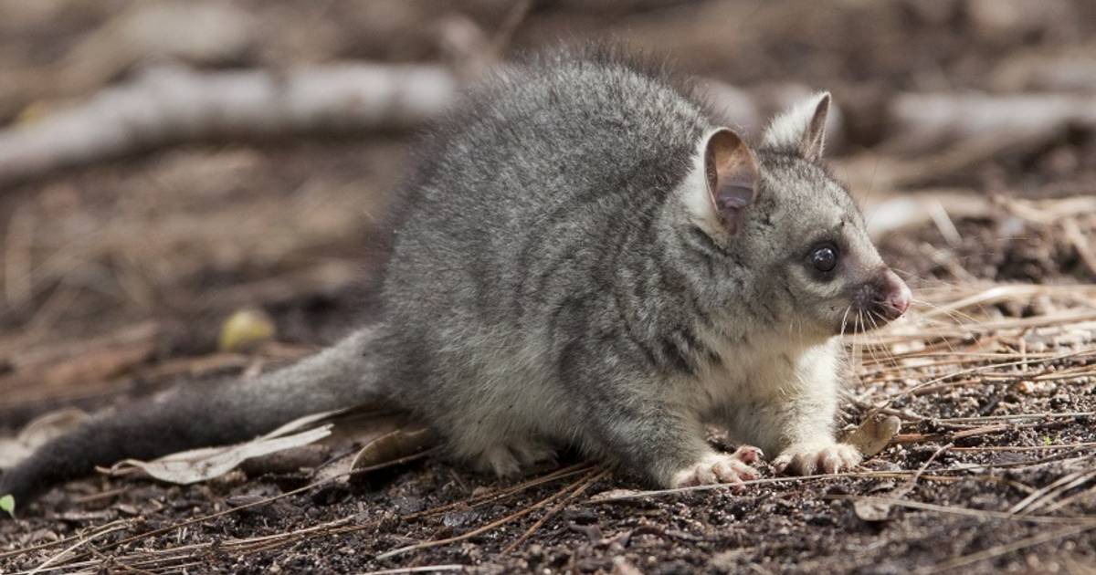 Buidelrat legt treinverkeer in Brisbane plat | Default | hln.be