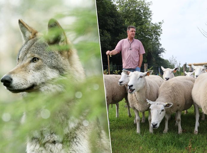 Een wolf in het Meetjesland? Drie schapen gedood in weide in Lotenhulle ...