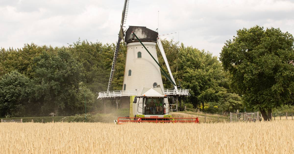 Bezoekers helpen mee graan oogsten tijdens oogstfeest bij korenmolen De ...