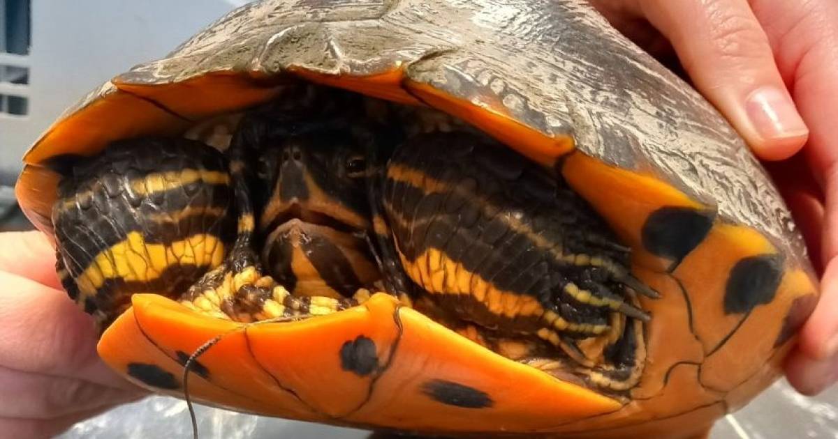 Geen vis, maar grote schildpad aan de haak: geelbuik kermt van de pijn ...