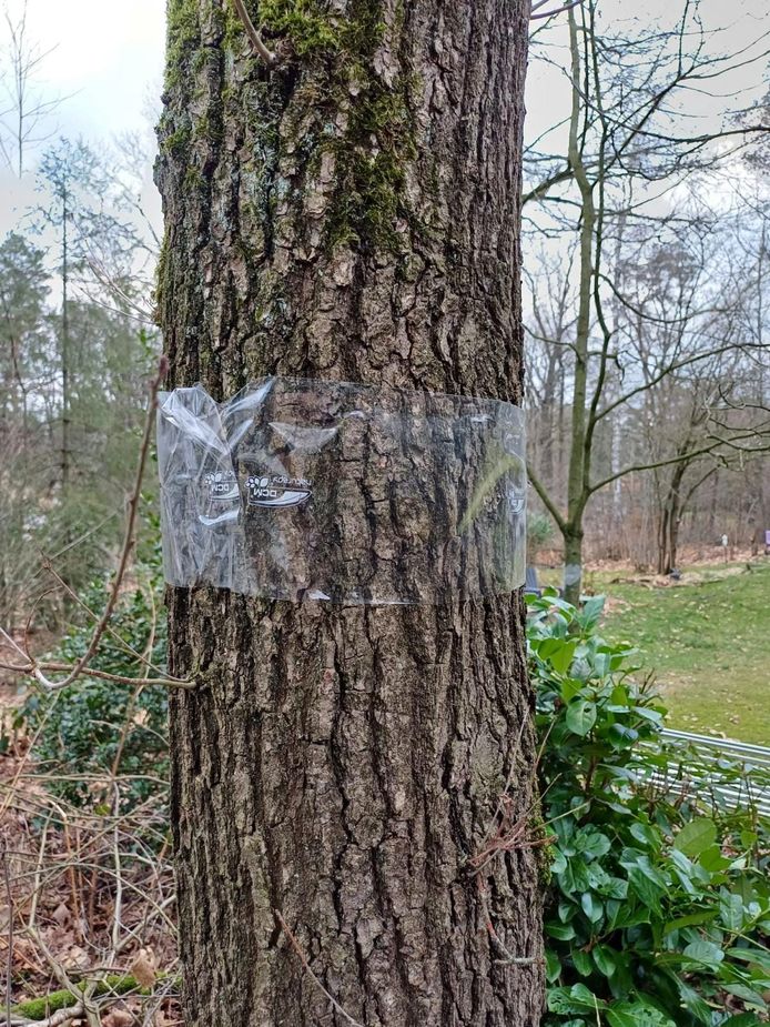Pimpelmezen vechten voor leven door plakfolie om boom: 'Waarom in ...