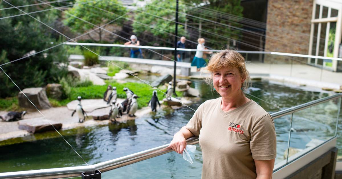 Heidi zorgt al 25 jaar voor de pinguïns van de Antwerpse Zoo: “Geboorte ...