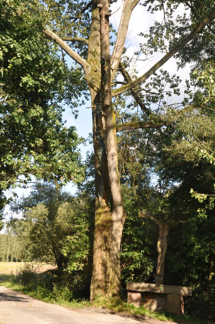 Wenende Ent moet weg | Dendermonde | hln.be