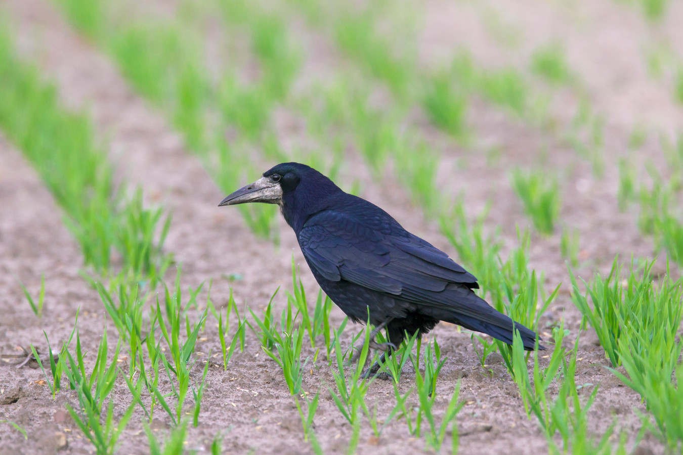Helft vogelsoorten gaat wereldwijd achteruit: gierzwaluw, watersnip en ...
