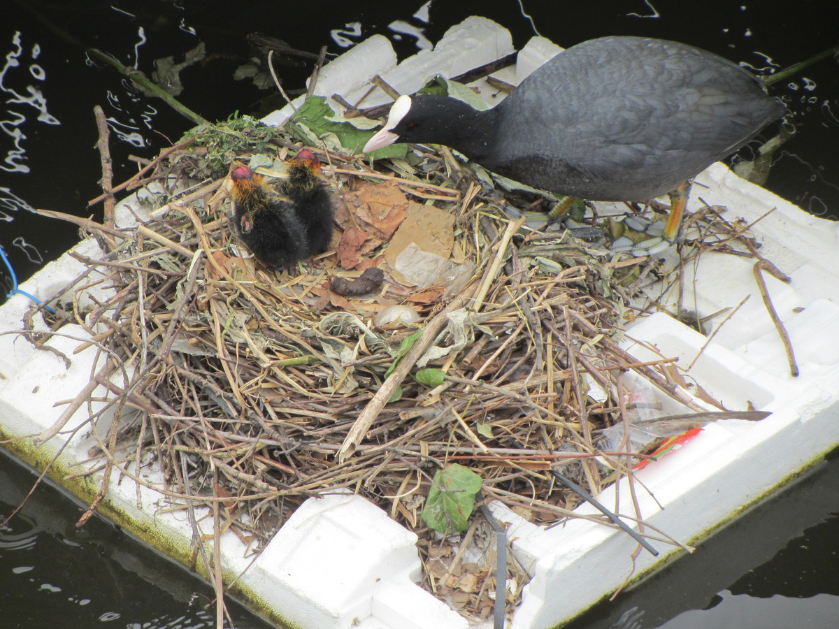 Opvallend: meerkoetje bouwt nest op drijvend stuk piepschuim in centrum ...