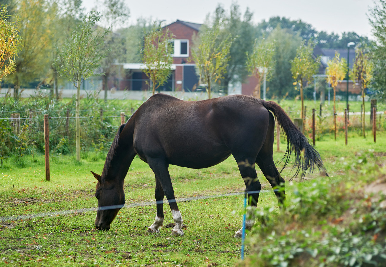 Boerendorp Boekel voelt en ziet hoe de Randstad alles bepaalt: ‘Ze ...