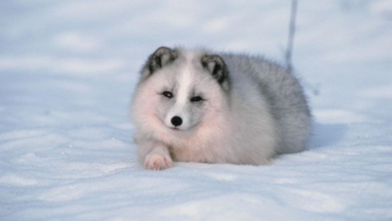 Poolvos vervoegt ijsbeer op lijst met bedreigde dieren | De Morgen