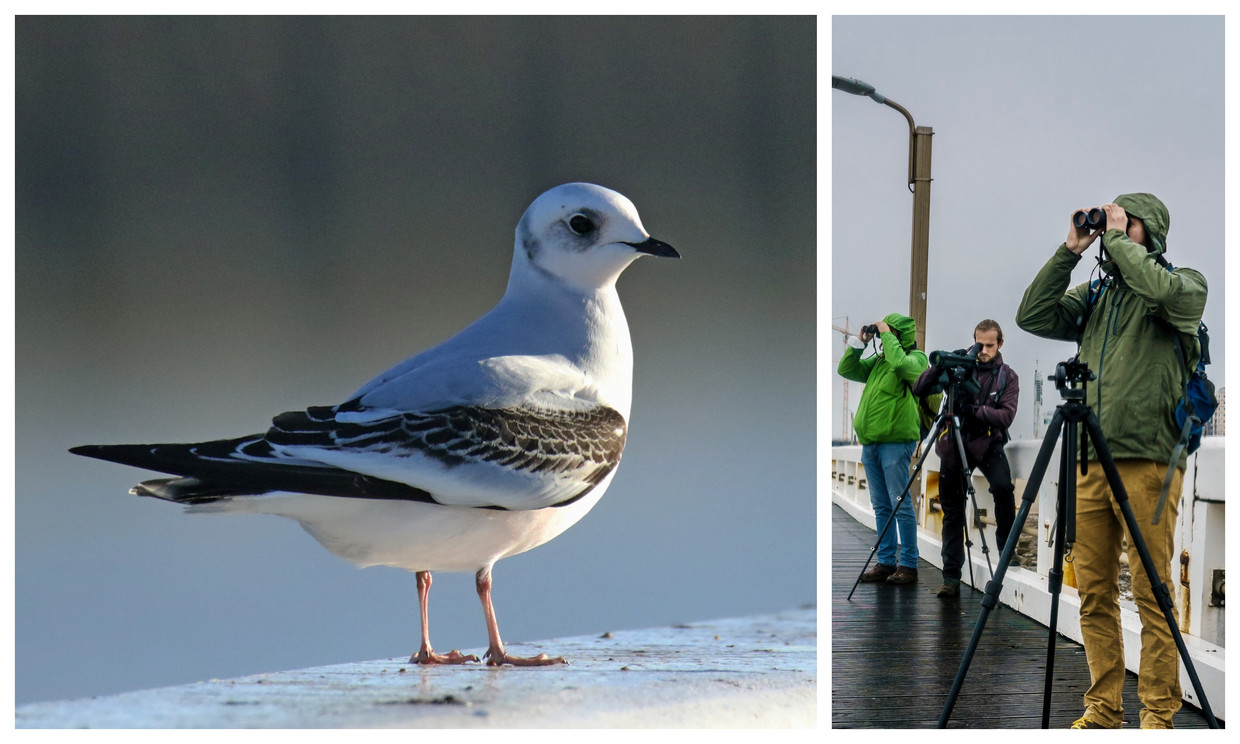 Ross’ meeuw in Nieuwpoort is momenteel de populairste vogel van het ...