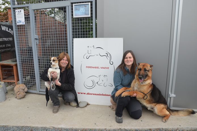 Dierenasiel heeft eindelijk nieuwe locatie gevonden: “Hopelijk kunnen honden nog vóór deze ...