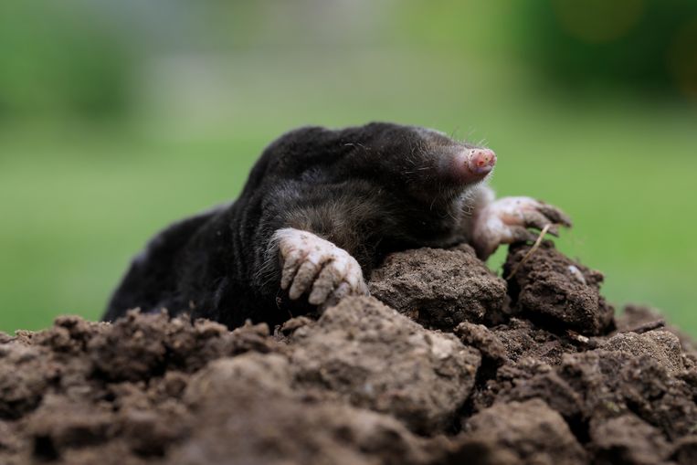 Wat gebeurt er eigenlijk onder een molshoop? | De Morgen
