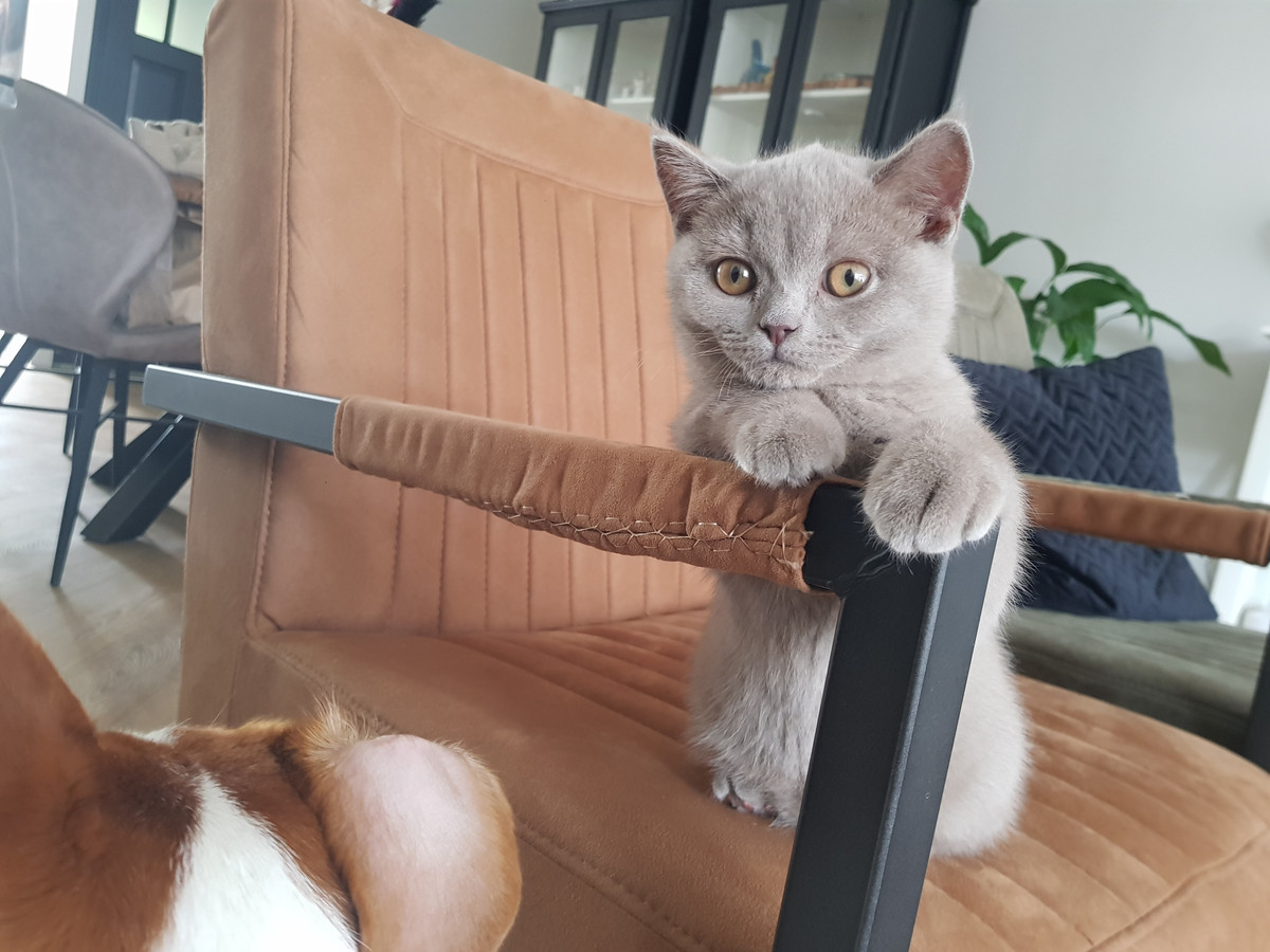 Dit zijn jullie inzendingen van de leukste katten op Wereldkattendag 2023 | Foto | destentor.nl