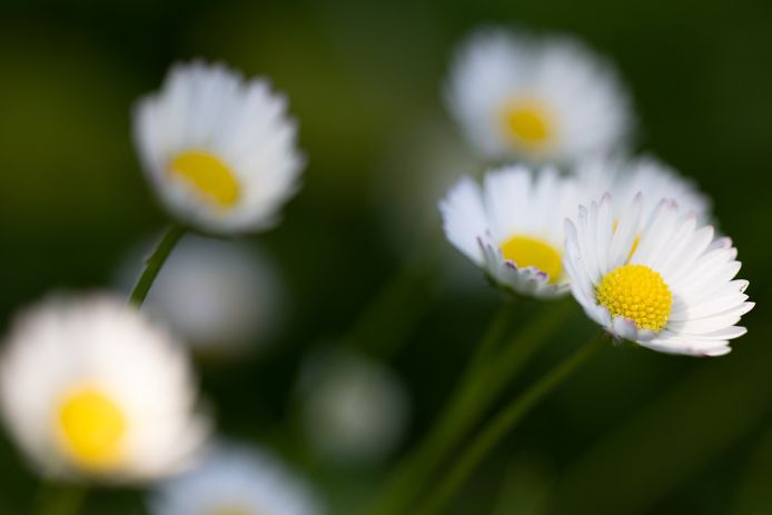 Nederland heeft voor het eerst een nationale bloem: het madeliefje ...