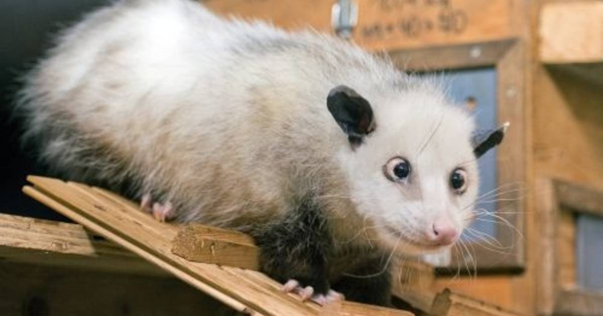 Beroemde schele buidelrat Heidi overleden | Overig | bndestem.nl