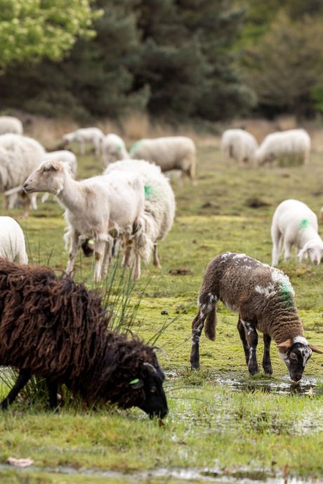 Loon op Zand | AD.nl
