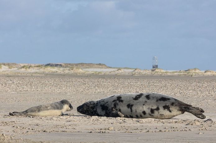 Zeldzame zeehondenpup die werd geboren op Nederlands strand wordt ...