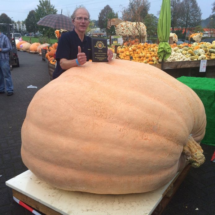 Jos Ghaye kweekt grootste pompoen | Tongeren | hln.be