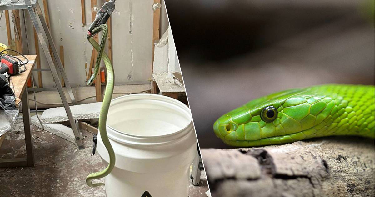 Giftige groene mamba die verdween in woning in Tilburg is terecht ...
