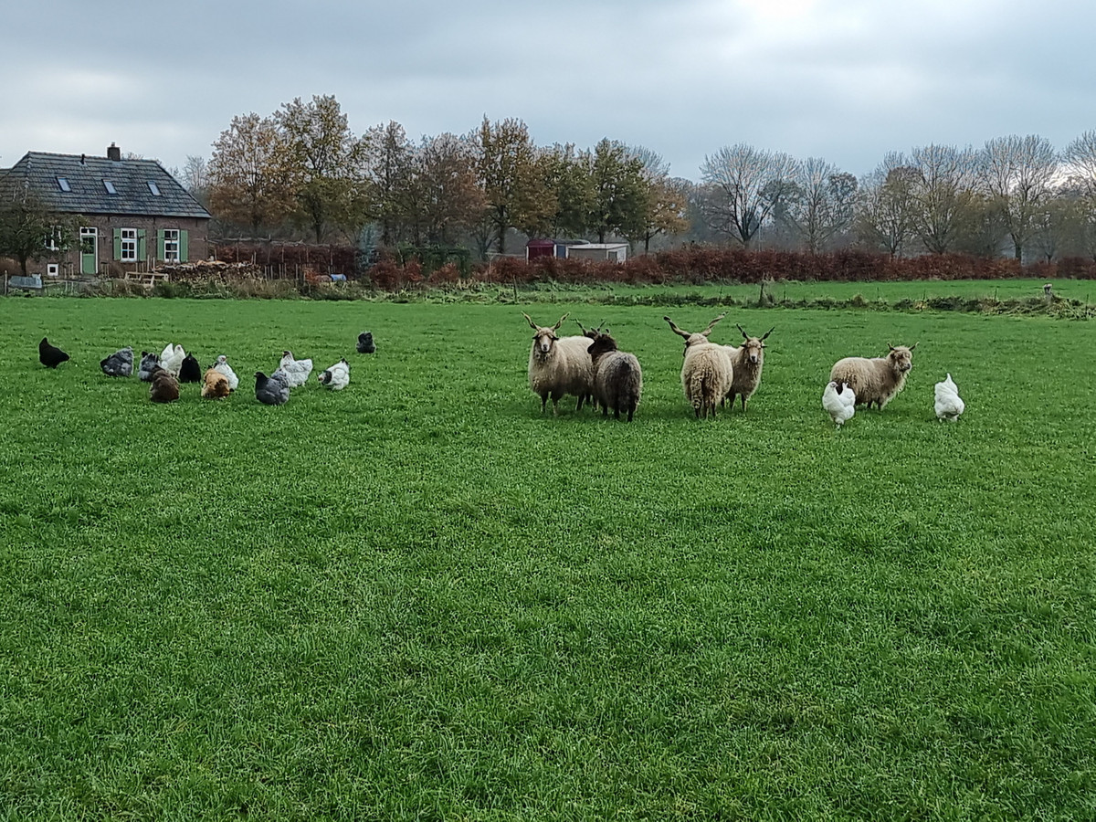 Wolf bijt schapen-zusjes dood in Achterhoek: ‘Ons blinde schaap is van ...