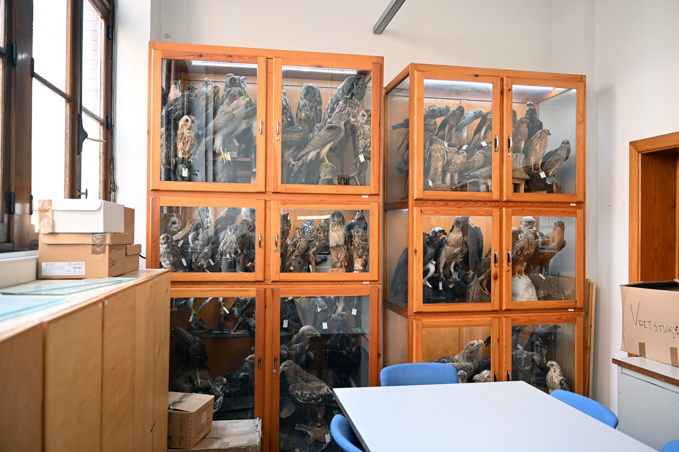 Leuvens ‘kleine, maar fijne’ natuurhistorisch museum gaat een onzekere ...