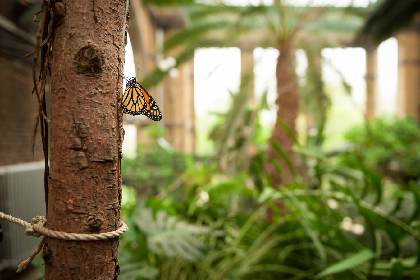 Lente in de Antwerpse Zoo: Wintertuin ‘ontpopt’ tot Vlindertuin | Foto ...