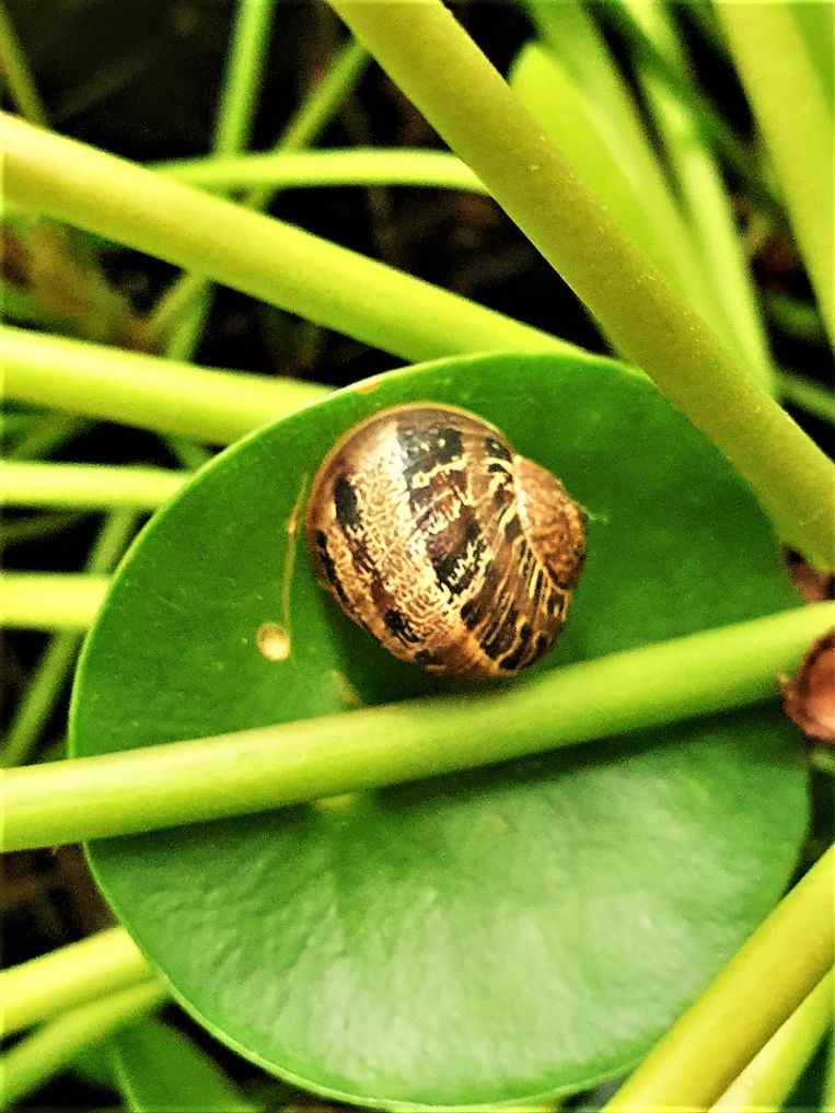 Wieke: “Geef een dier een naam en het gaat bij je horen, zo werkt dat ...