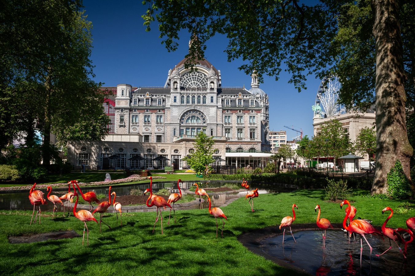 Antwerpse ZOO en dierenpark Planckendael bloeden door corona: 24 van de 400 banen op de tocht ...