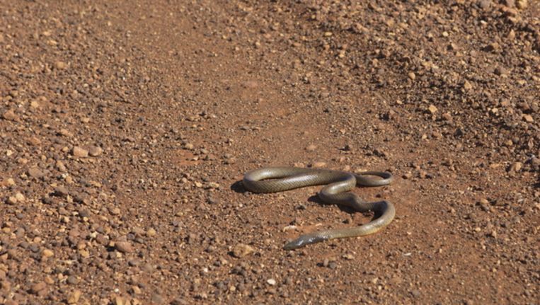 Australische gedood door slangenbeet | De Volkskrant