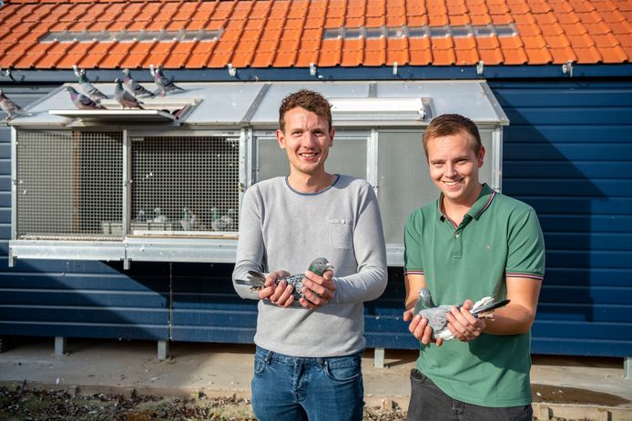 Dikke doekoe voor een roekoe; duivenveiling levert tienduizend euro op ...