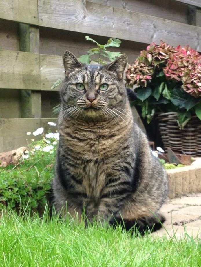 Dit zijn jullie inzendingen van de leukste katten op Wereldkattendag 2023 | Home | gelderlander.nl