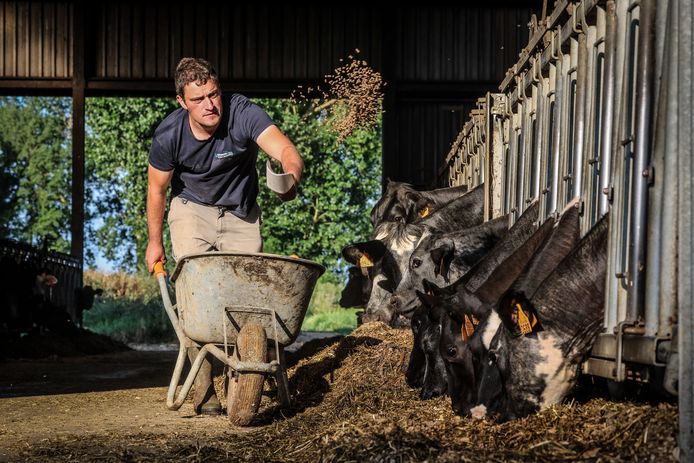 REPORTAGE. Boer Kobe is niet te spreken over strengere stikstofregels ...