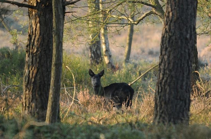 Zwarte ree zeldzaam op Veluwe | Overig | destentor.nl