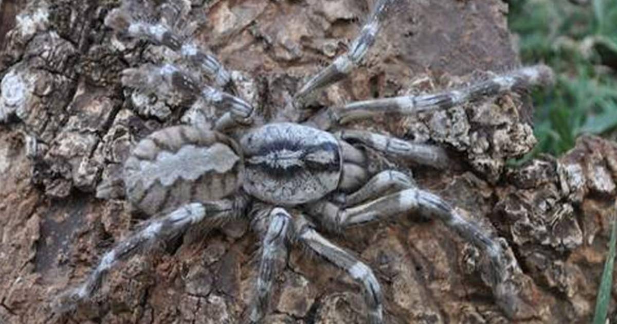 Incroyable découverte d'une mygale géante | Insolite | 7sur7.be
