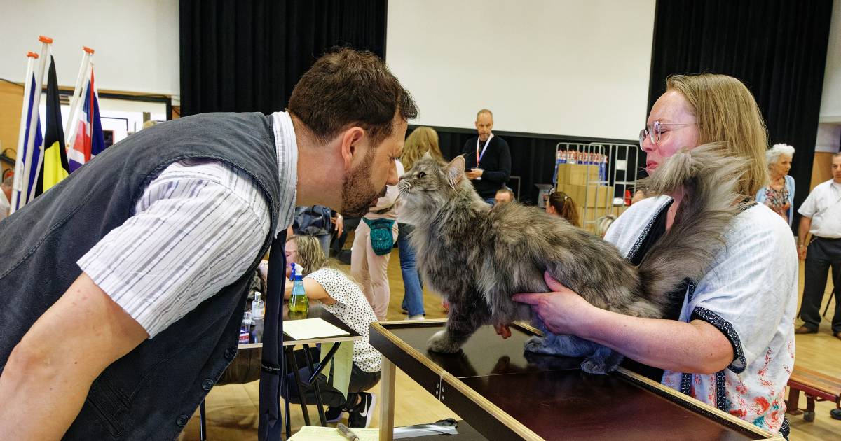 Collin, Snow Lynx en Cooper stelen de show in De Kreek; Kerkdriel voor ...