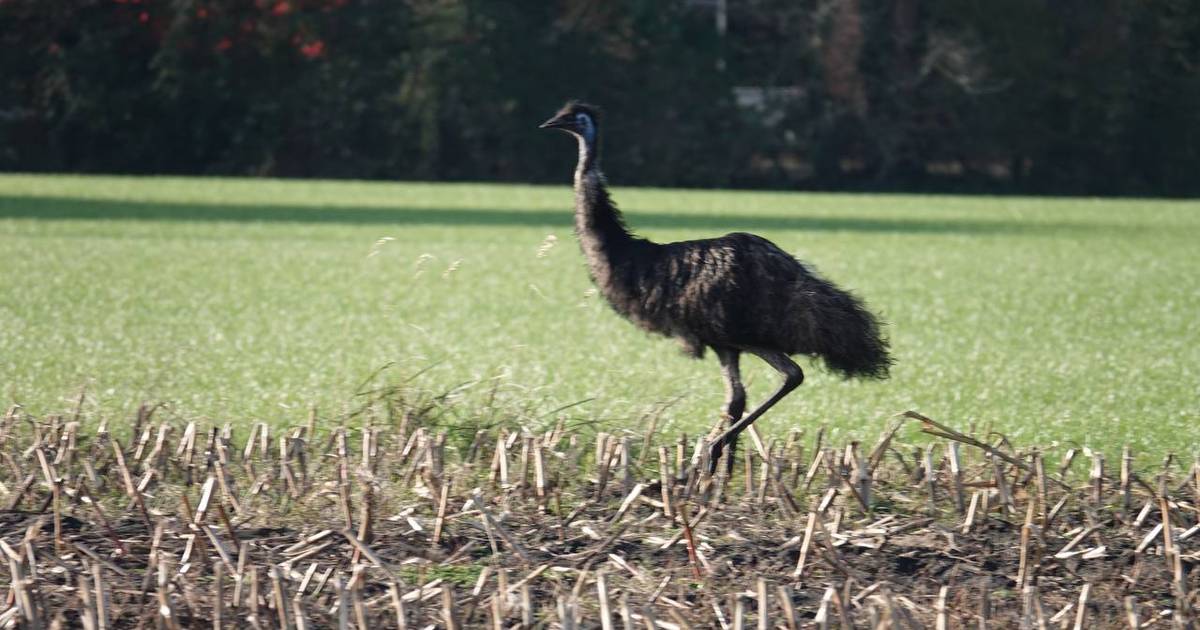 Eigenwijze emoe zet dorp Lutten op zijn kop: ‘We kunnen hem niet in de ...