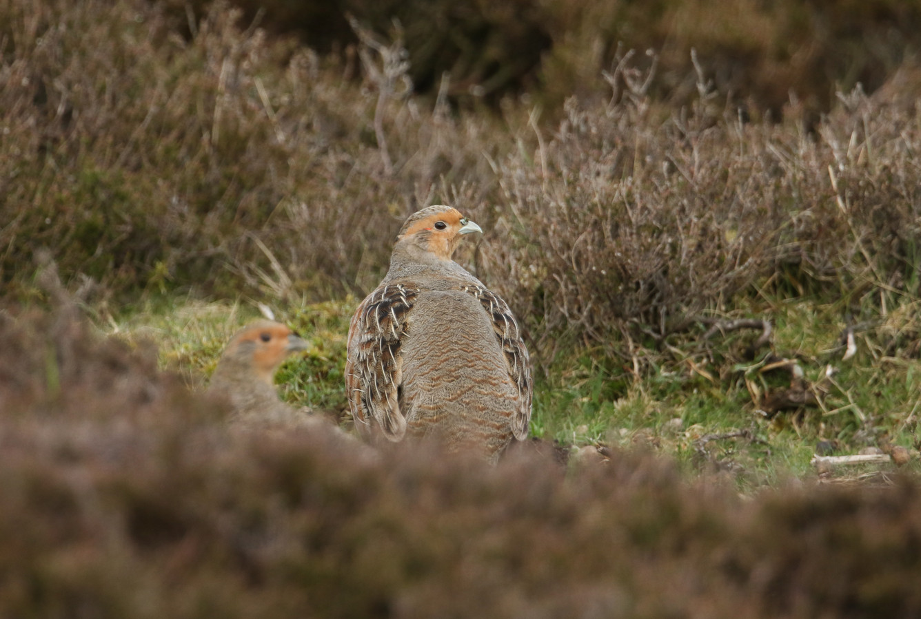 Vogelbescherming Vlaanderen wil stopzetting jacht op patrijs | Foto ...