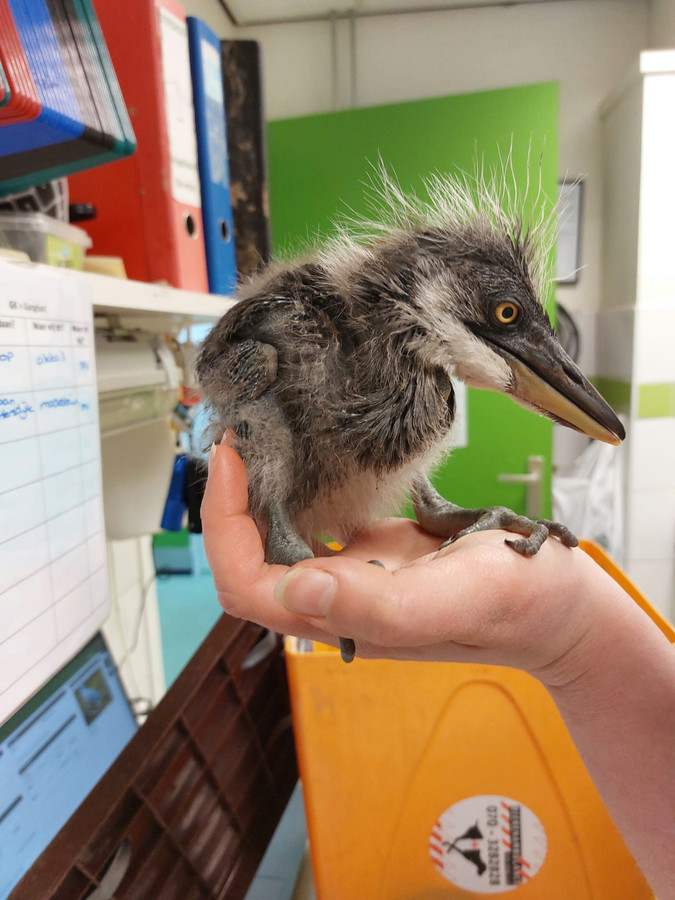 Jong vogeltje valt uit nest, wat moet je doen? ‘Ze lijken hulpeloos ...