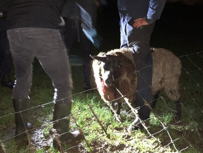 Schaap zwaargewond na aanval door hond in Waalwijk | Waalwijk | AD.nl