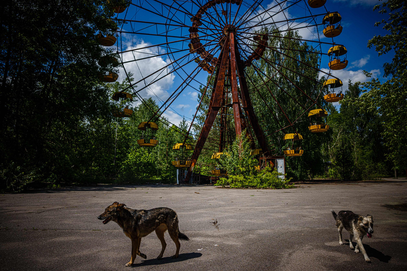 Kunnen de honden van Tsjernobyl ons nieuwe trucs leren om nucleaire ...