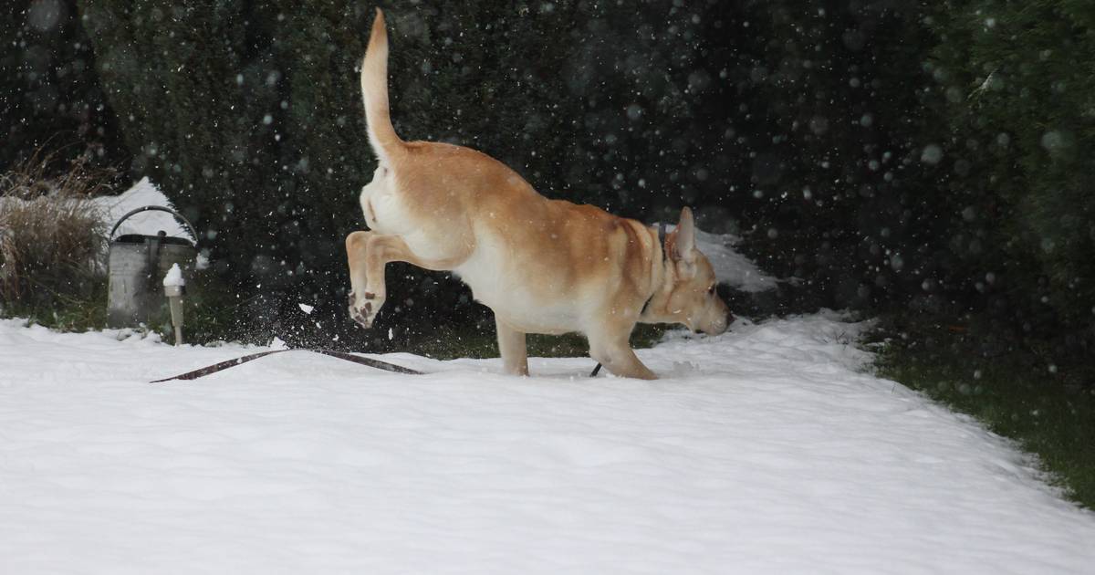 Opgepast voor strooizout! Brugse labrador zoekt laatste stukje groen in ...