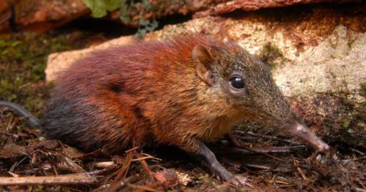 Une grosse musaraigne-éléphant découverte en Tanzanie | Sciences | 7sur7.be