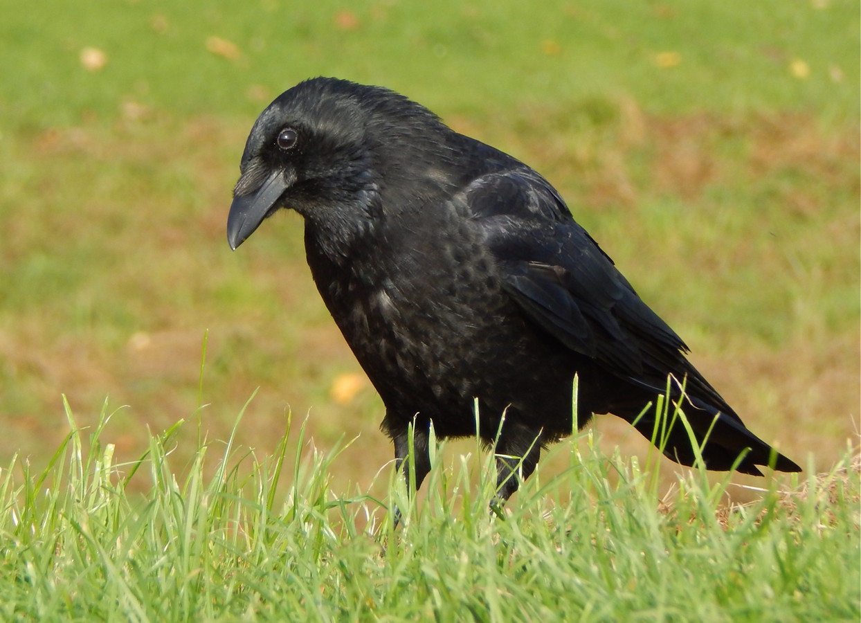 Na zeven boeken met kraaien in de hoofdrol is Arie Pieters ‘uitgekraaid ...