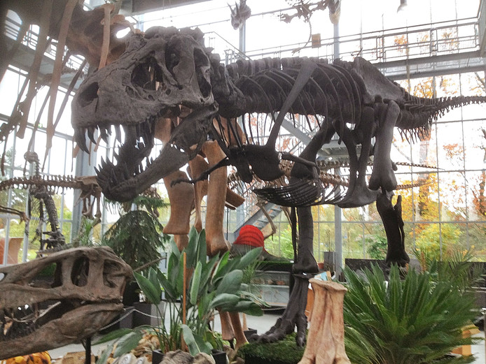 Paleontoloog Oertijdmuseum Boxtel: ‘Fossiel gaat naar de hoogste bieder ...