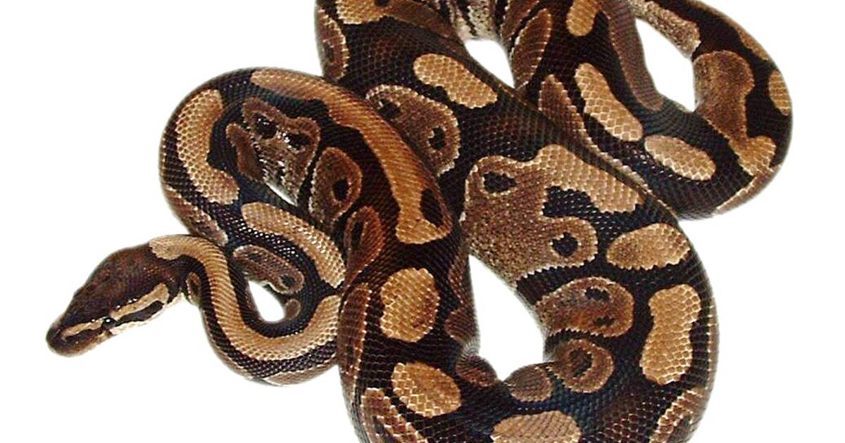 Dierenambulance Nijverdal op zoek naar ontsnapte koningspython: ‘Dit is ...