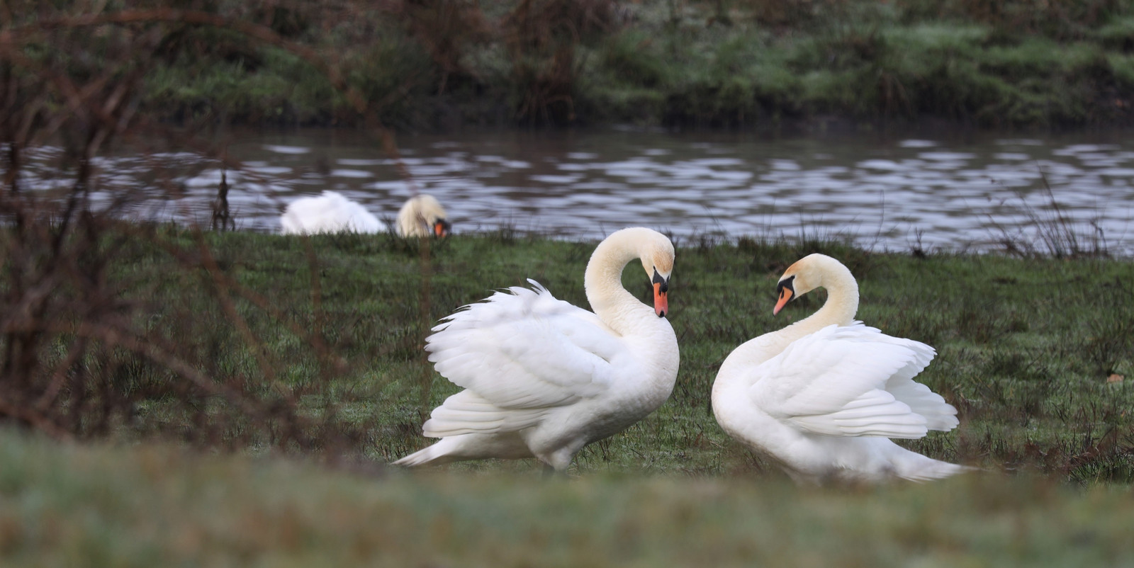 Roelie legt bijzondere ‘zwanendans’ vast in Hellendoorn: ‘Heb er uur ...