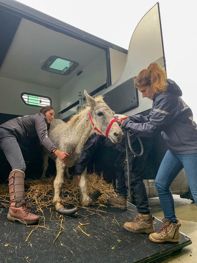 Sauvetage à Tournai d’un mulet abandonné depuis dix ans: “Son supplice ...